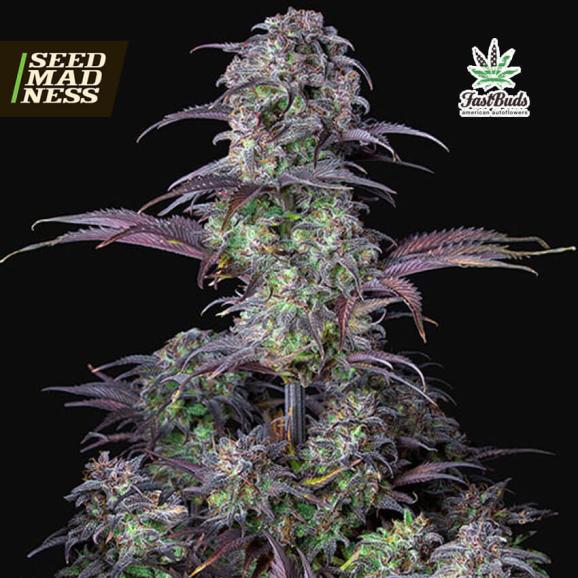 Fast Buds Original Auto Blueberry | Legal Cannabis Seeds